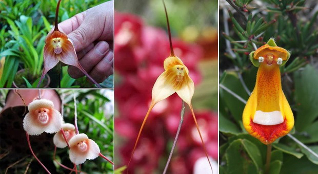 28 Bunga yang Indah, Unik dan Beracun di Dunia. ~ INFO ANEH
