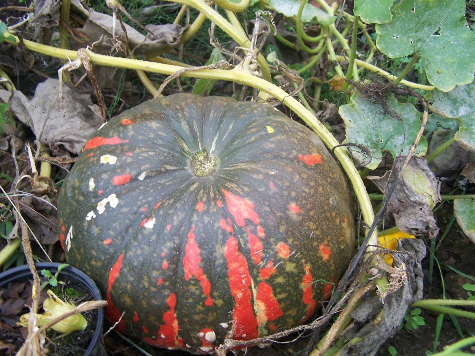 Del huerto a la mesa: Calabazas