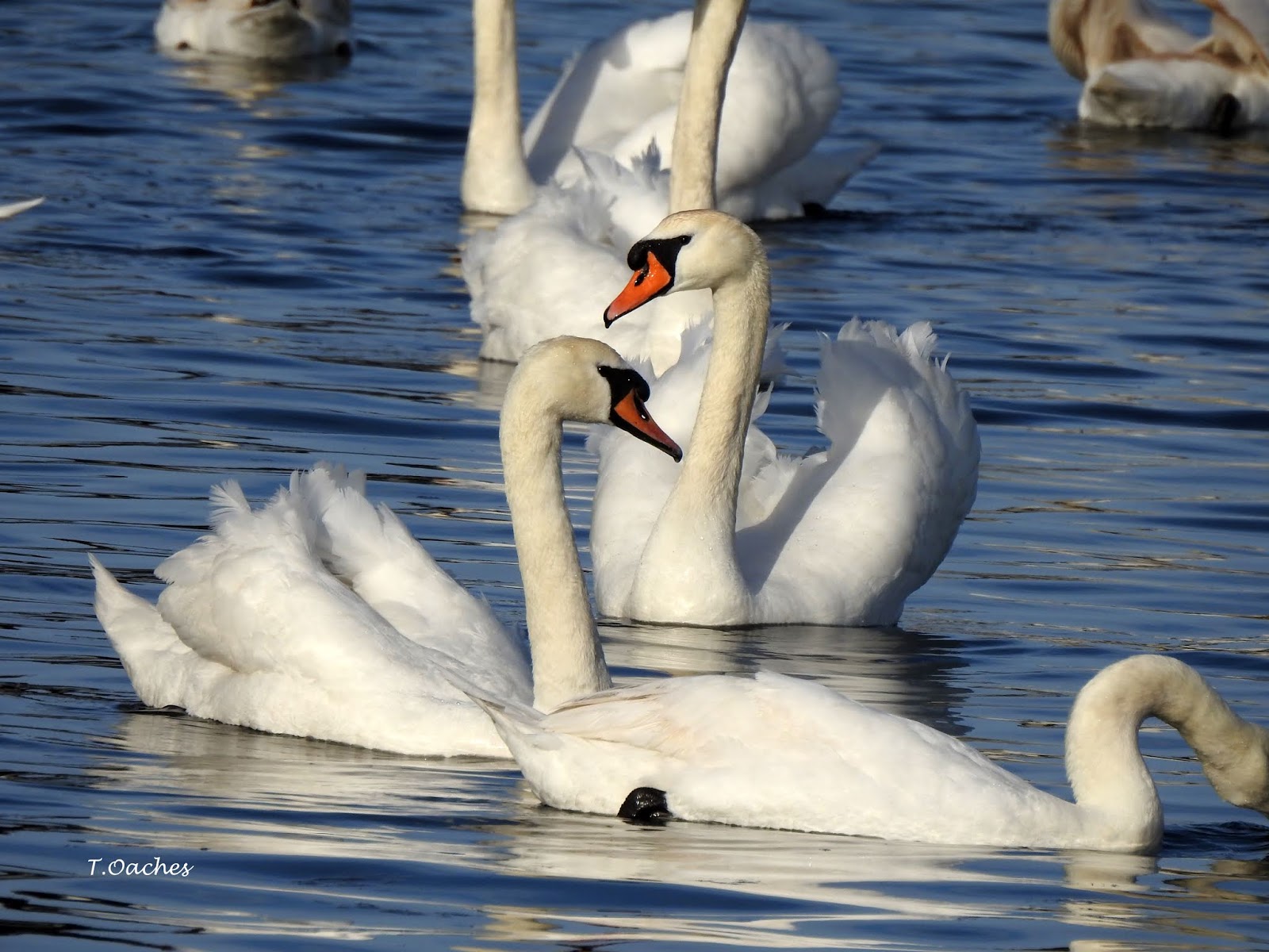 PASARI DIN ROMANIA: LEBADA DE VARA (1), Cygnus olor