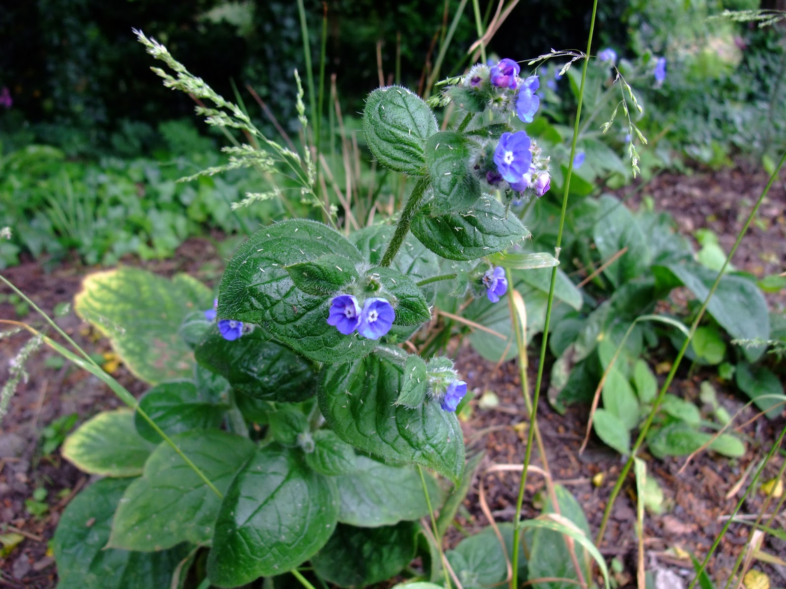 HERBAL PICNIC: ALKANET