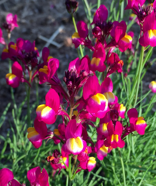Aprille's SoCal Gardening : Linaria