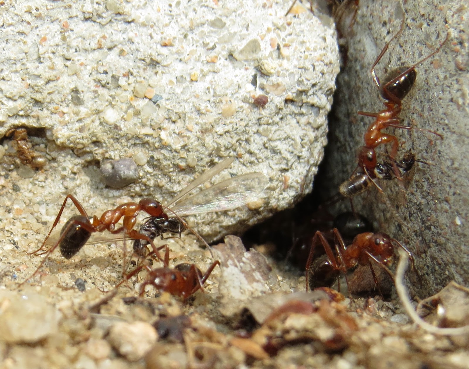 Bug Eric: Predator and Prey: Ants versus Termites