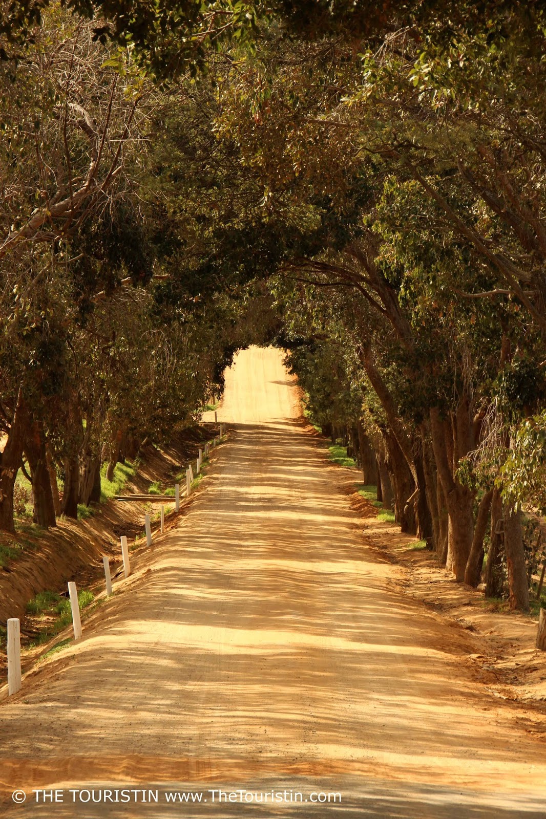 THE TOURISTIN: Visiting a Rooibos Tea Farm in the Western Cape Province