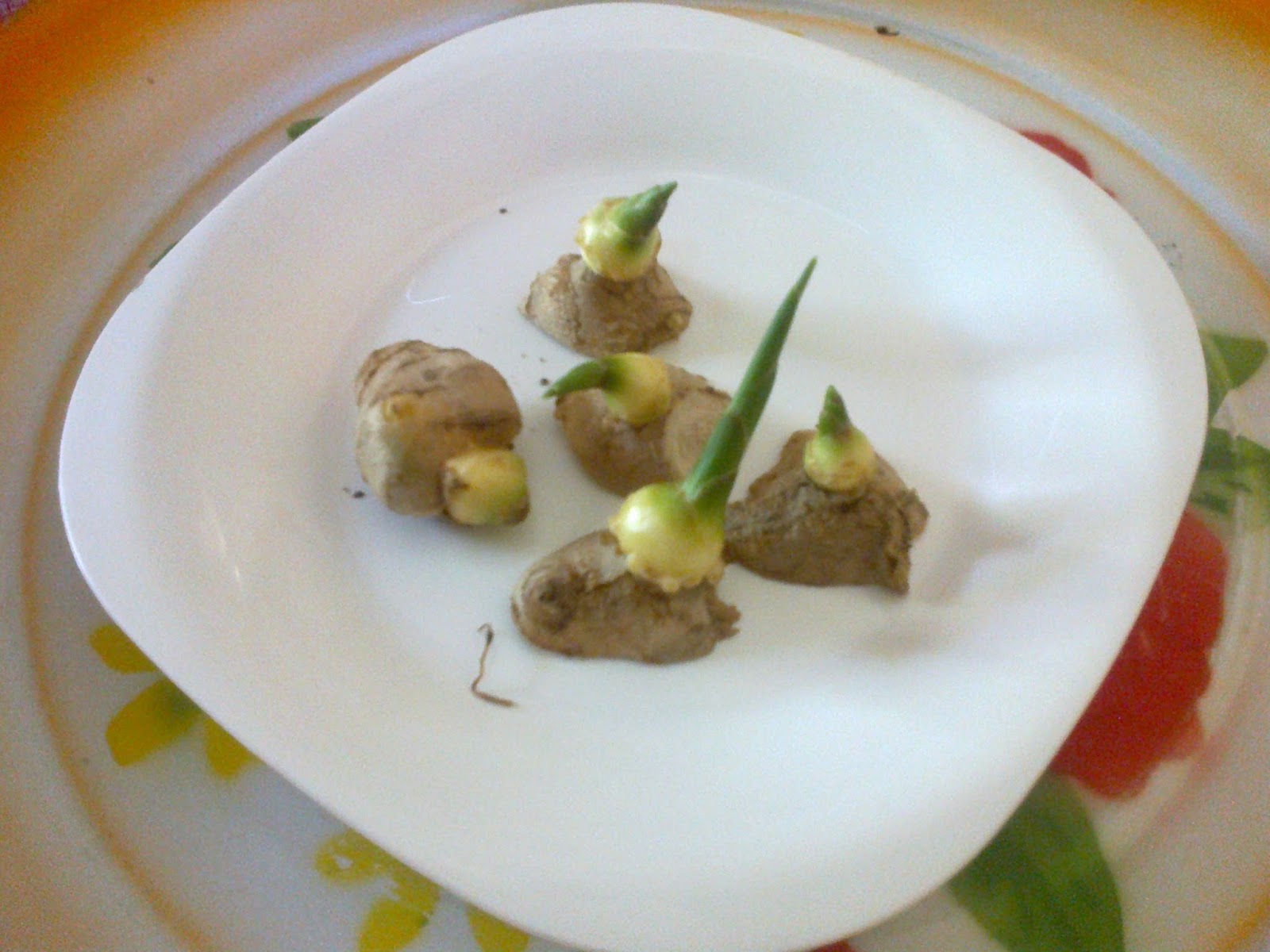 cik azz: Mudahnya tanam halia!