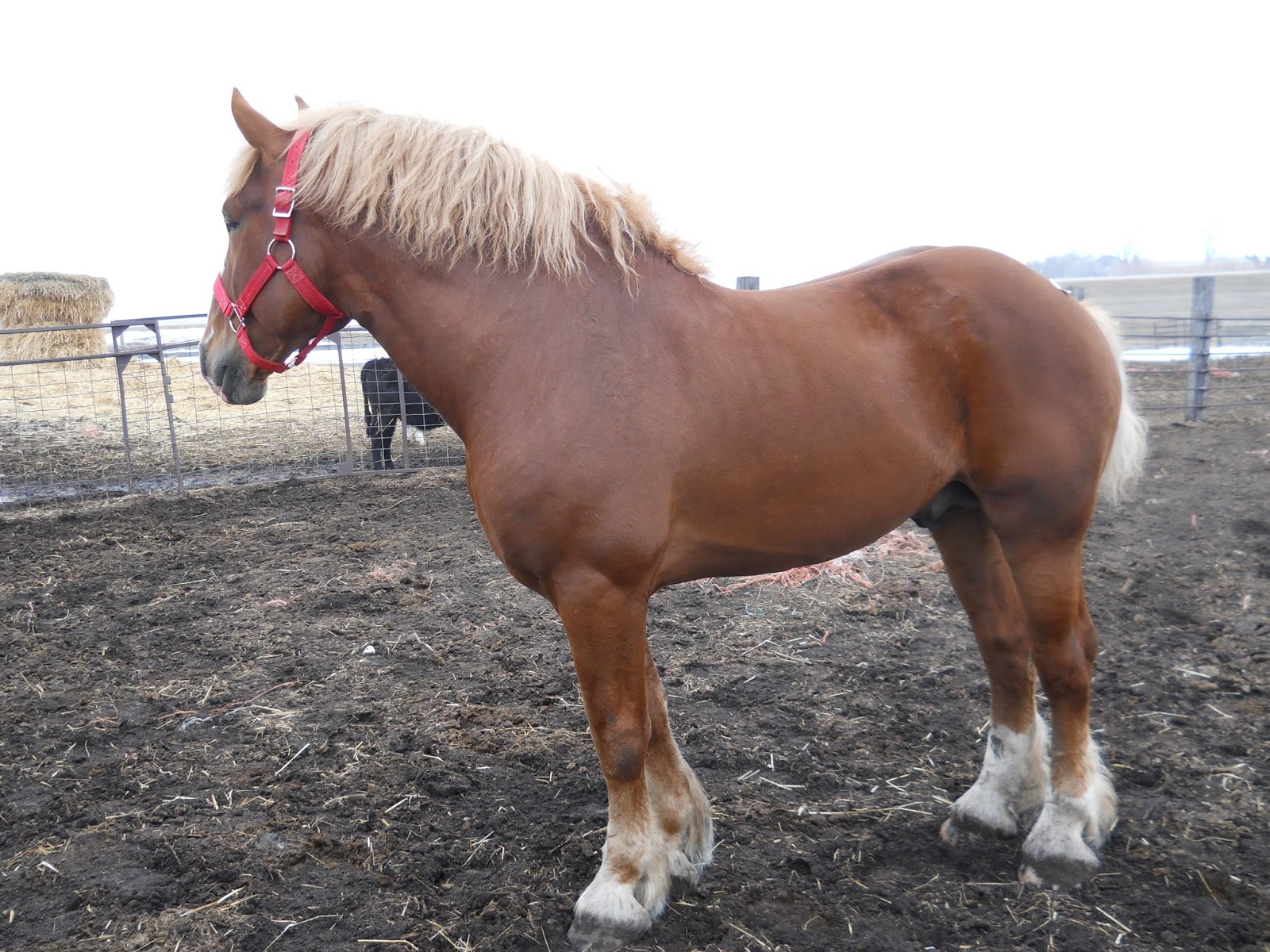 Country Love: Welcoming our new Belgian Stallion "Master" to the farm!