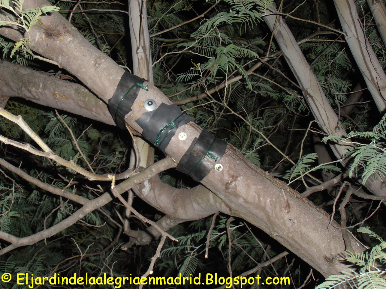 El jardín de la alegría : Reparación de una rama rota de un árbol ...
