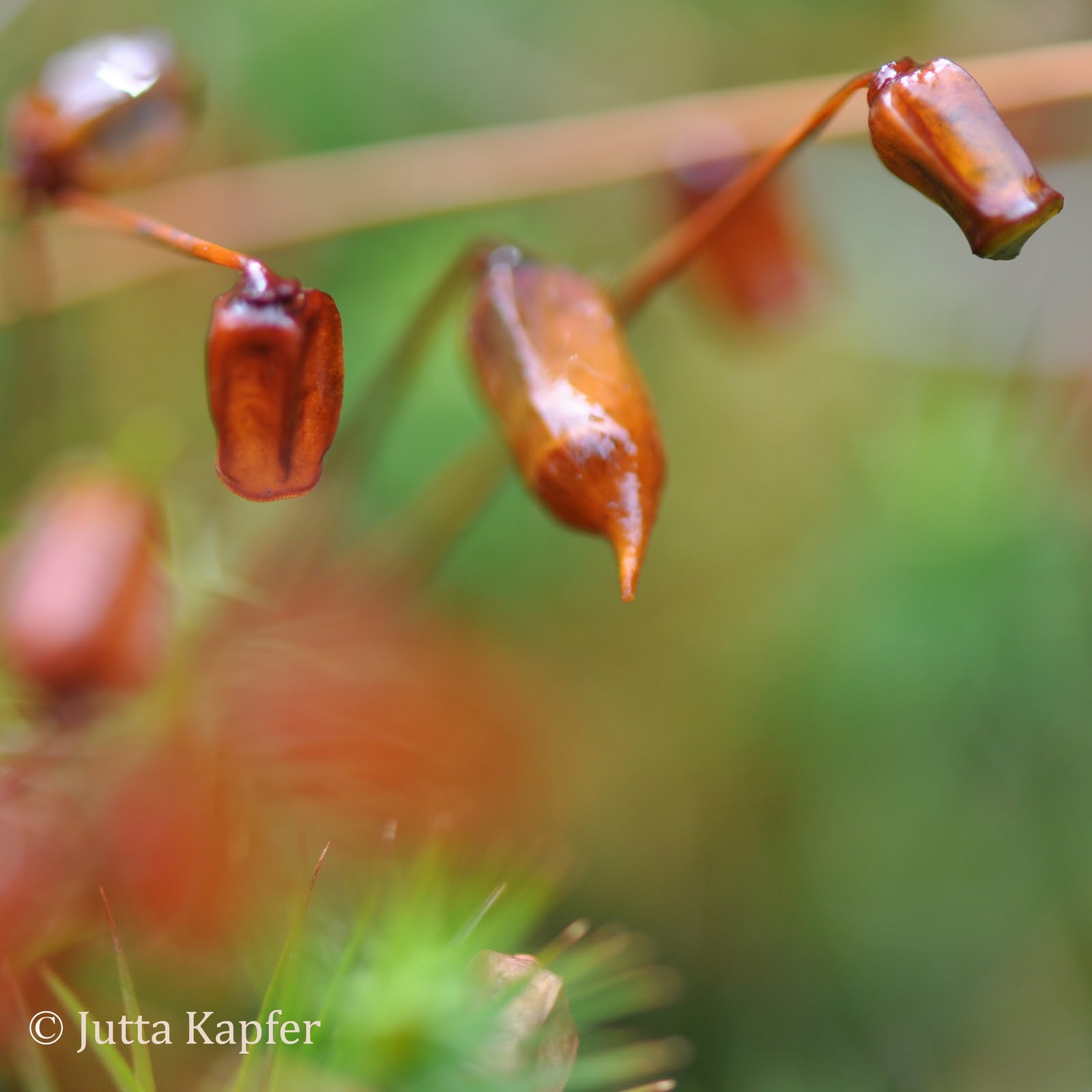 Bryophytes of Central and Northern Europe: Polytrichum commune