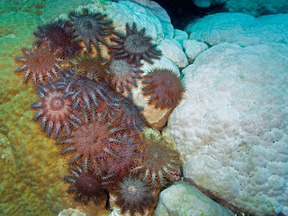 The Echinoblog: December 2011