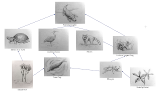 Everglades, Florida: Everglade's Food Web