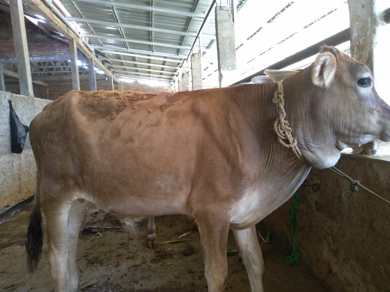 Cara Penggemukan Sapi Limosin Lengkap