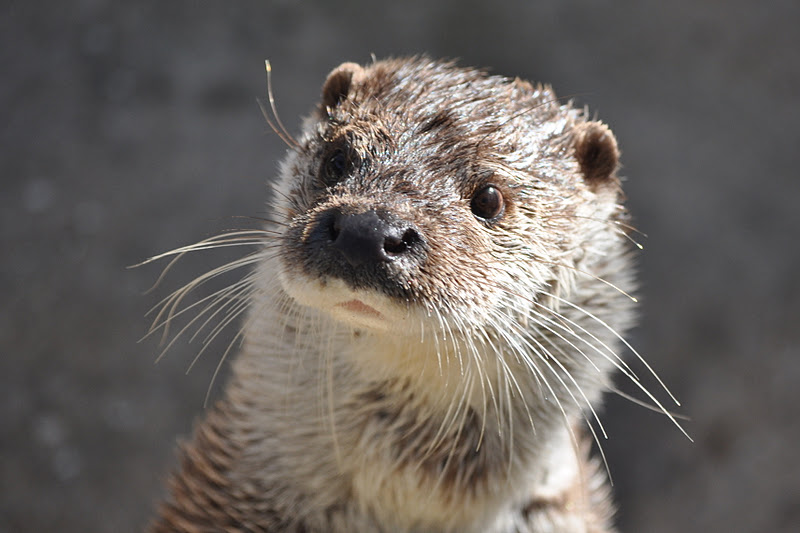 ZOOTOGRAFIANDO (6.100 ANIMALS): NUTRIA EUROPEA / EURASIAN OTTER (Lutra ...