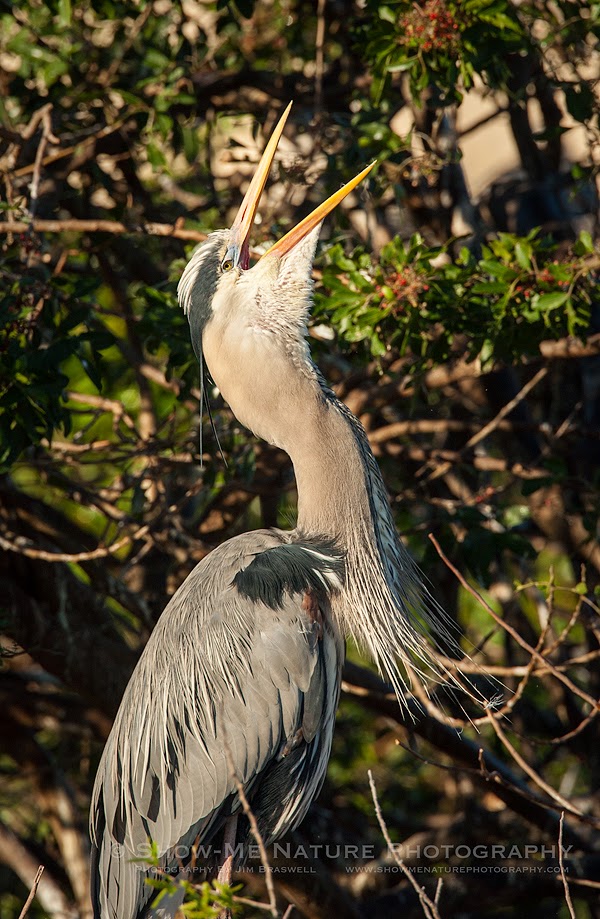 Birding Is Fun!: Birds of Florida, Part 2: The Venice Rookery