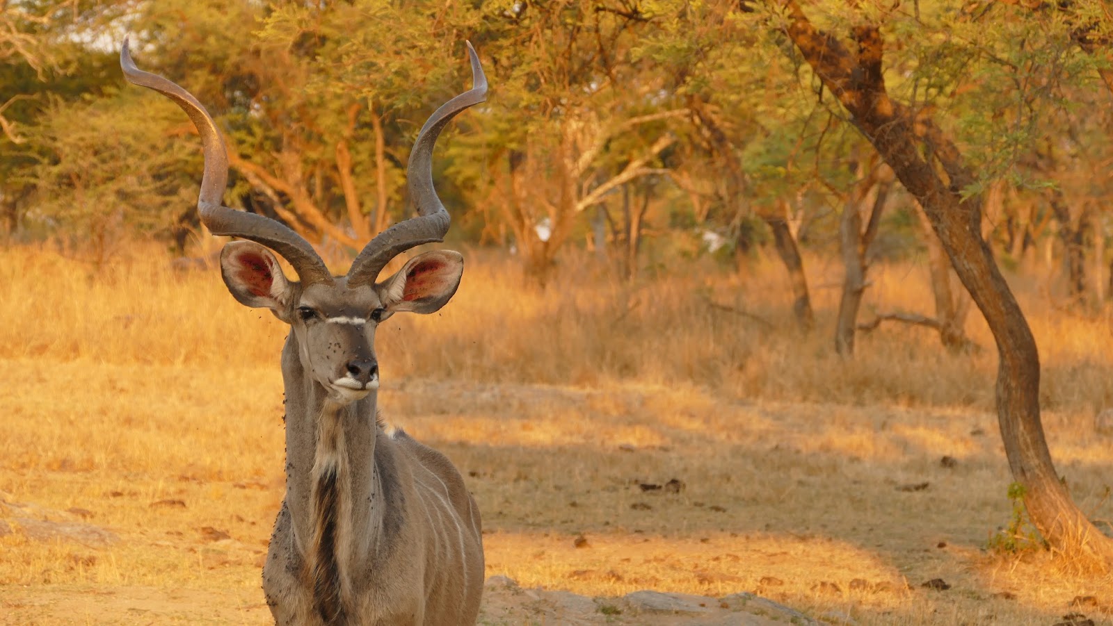 jennybphotolife: Kudu and Nyala at Sunset.