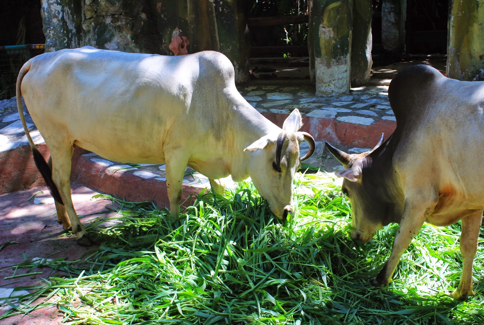 10taku Street: Manila Day at Manila Zoo