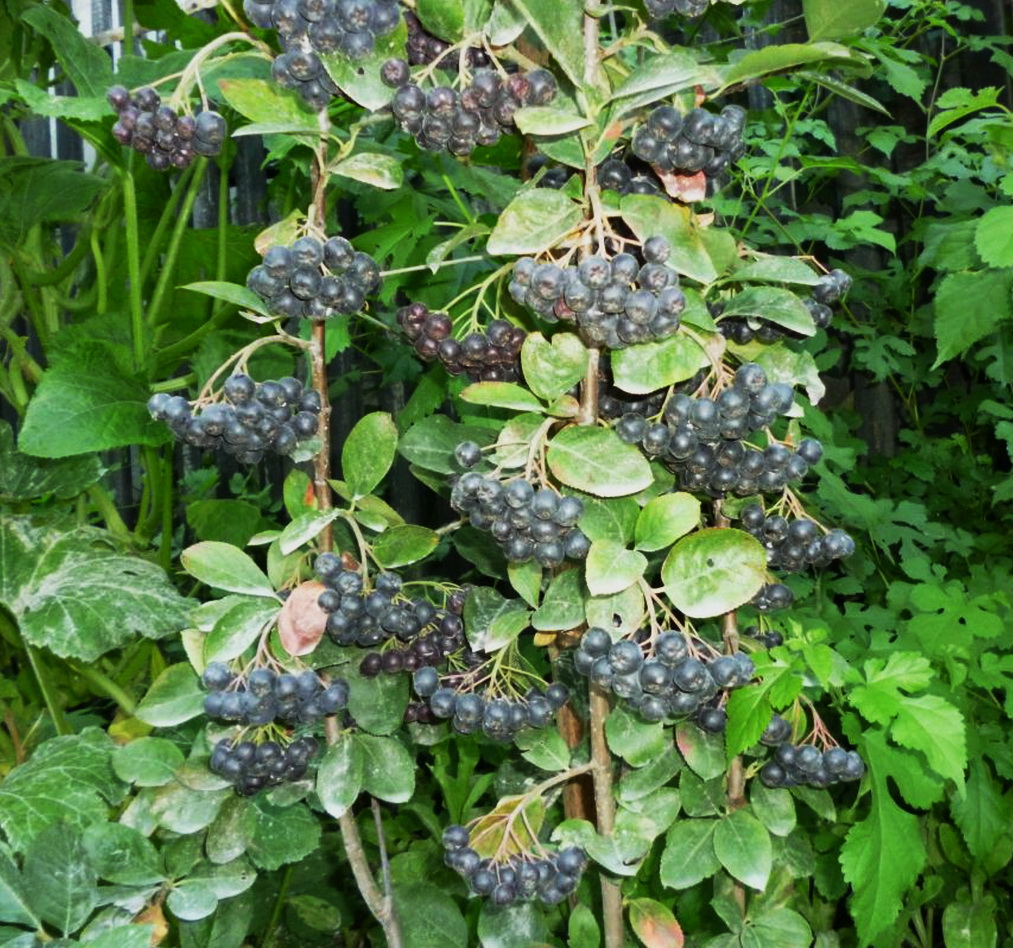 Din gradina,: Arbustii de Aronia melanocarpa nero
