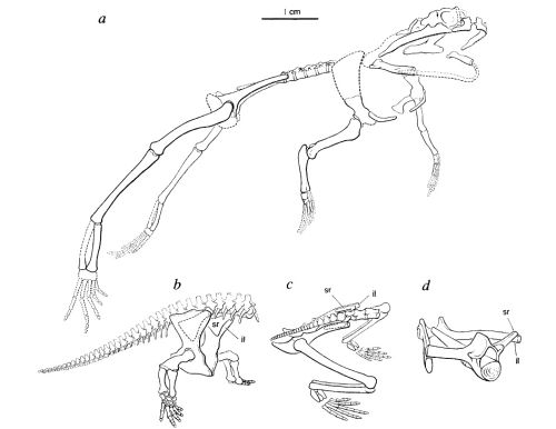 Escenarios prehistóricos: Prosalirus