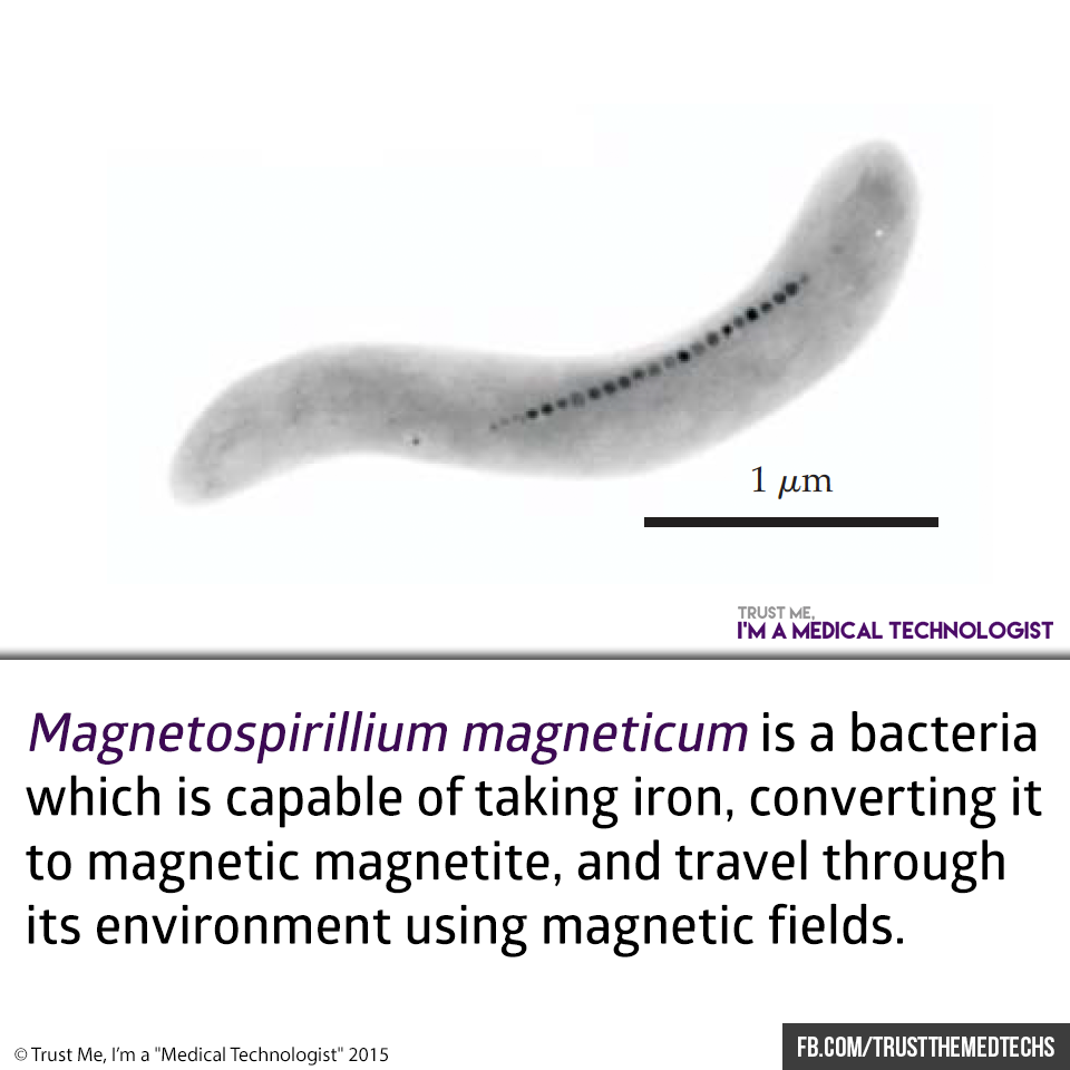 #medtechtrivia Magnetic bacteria