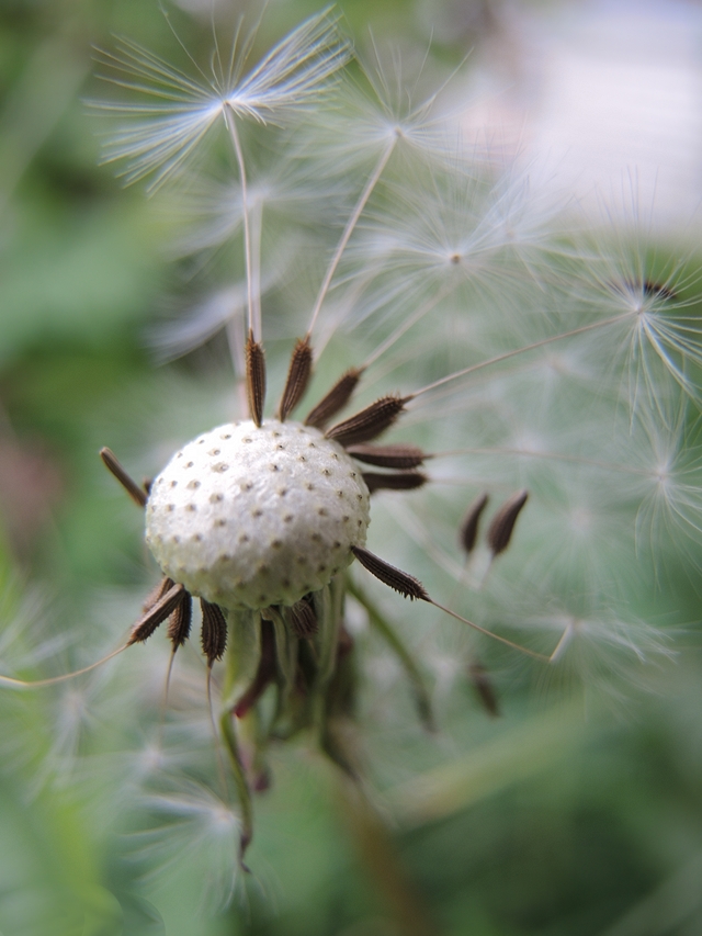 Moois van ' M(i)e': "blaasbloemen"
