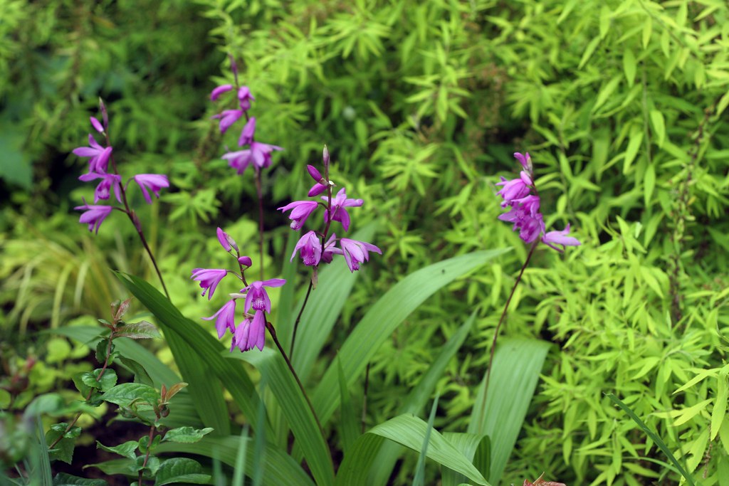 Bletilla striata orchid plant care and culture | Travaldo's blog