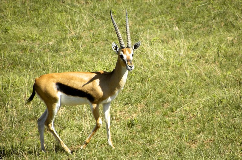 A Simple English For Today: Kisah Gazel dan Singa