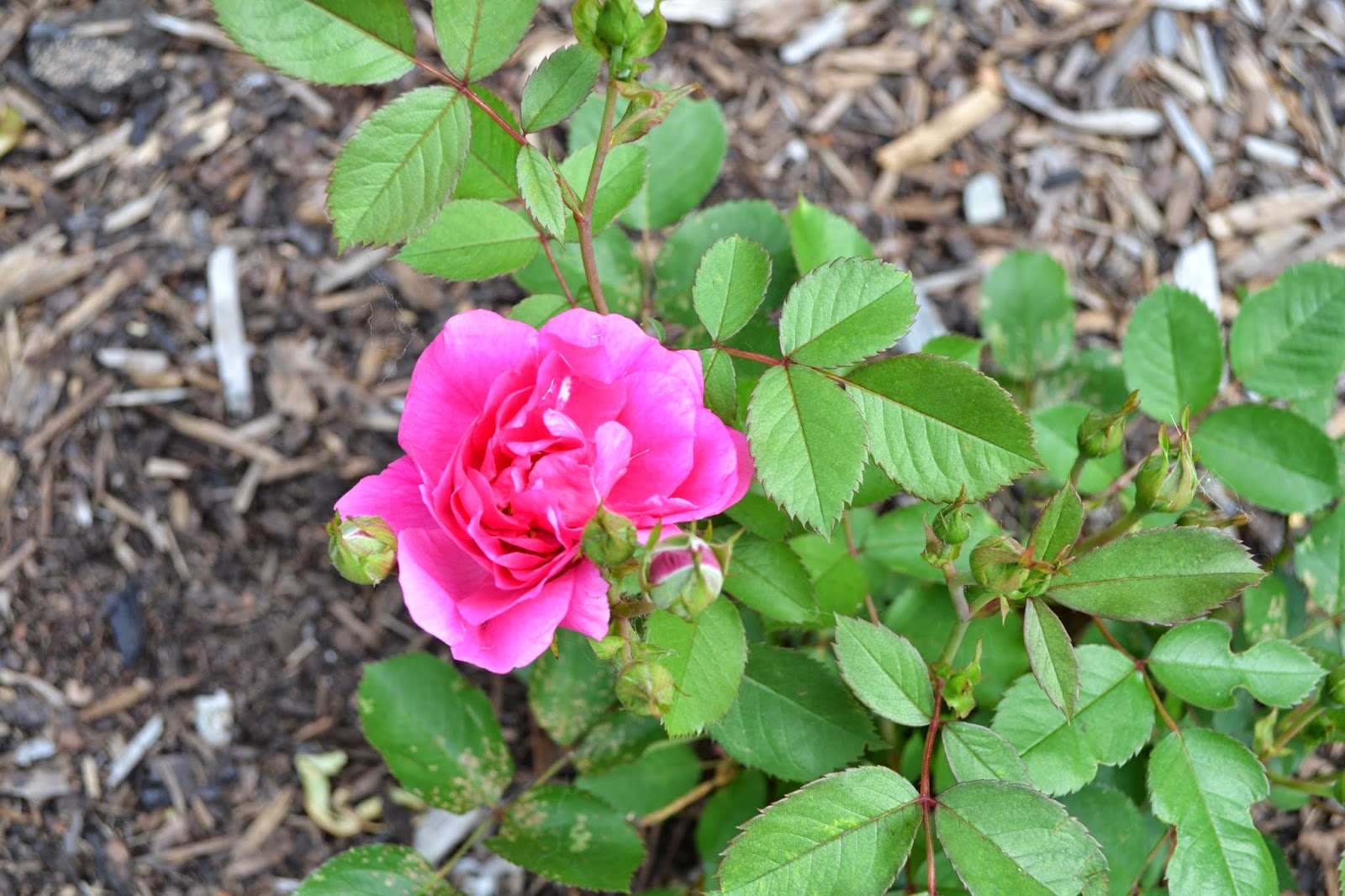Stop and Smell the Roses!