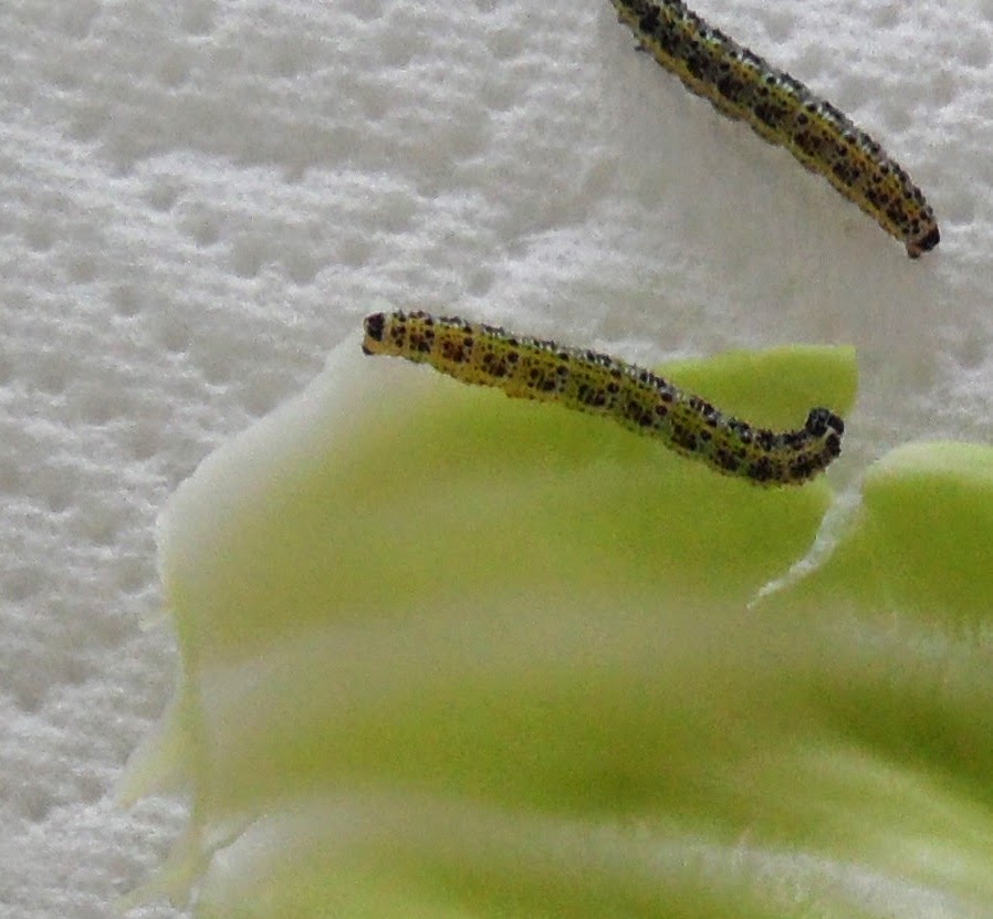 Engelwortel: Familie Koolwit (1)