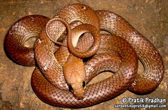 ශ්‍රී ලංකාවේ සර්පයෝ: අපේ රටට ආවේණික සර්පයෙක්- මල් රදනකයා.. Flowery Wolf ...