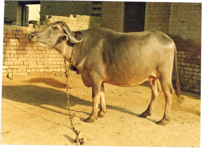 All Detail About Bhadawari Buffalo ~ Morden Dairy Farming