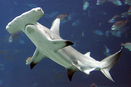 Hammerhead Shark | Animal Wildlife