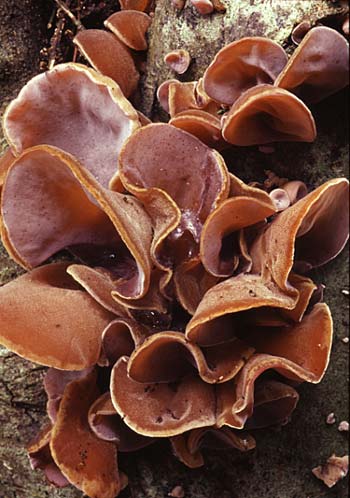 Jamur Kuping - E-JURNAL