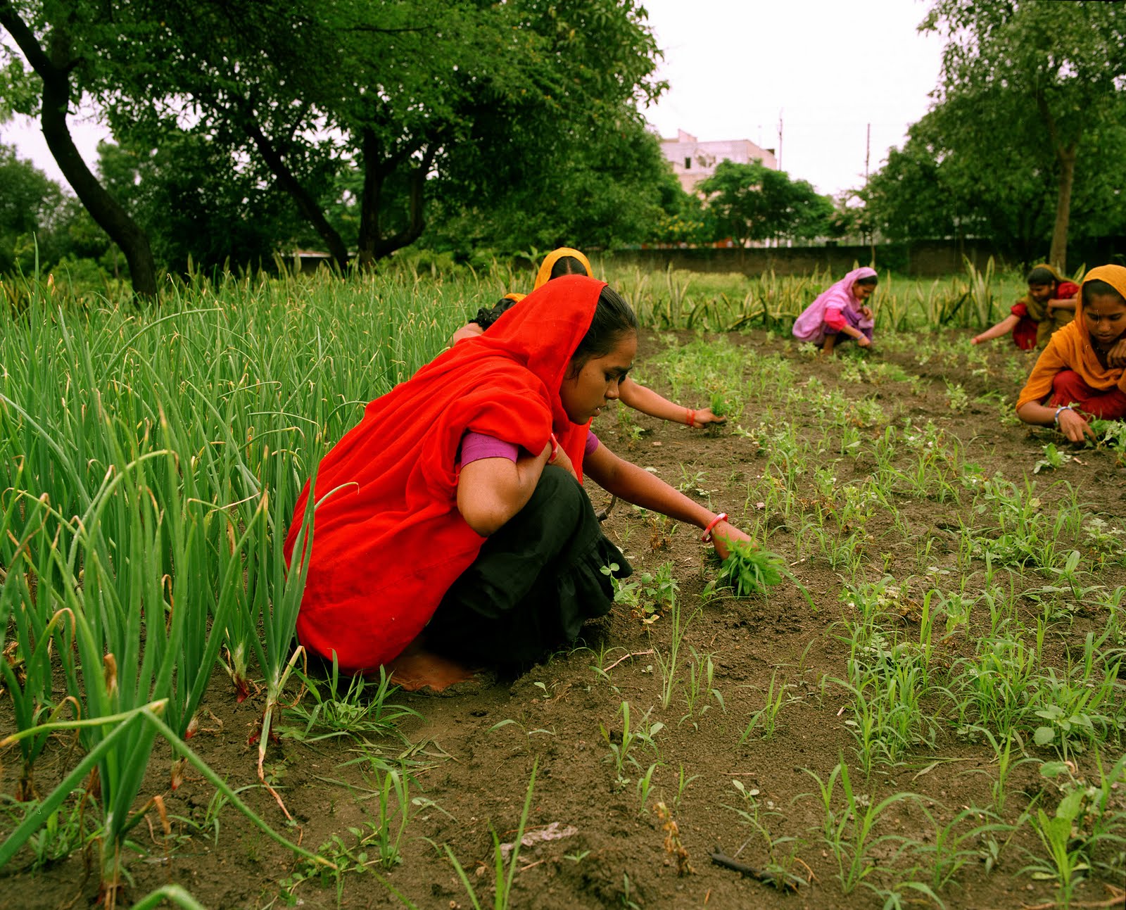 All About Agriculture: July 2011