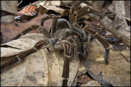Labah-Labah Terbesar - Goliath 'Pemakan Burung'