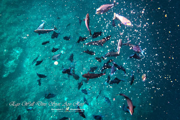 The Captivating Apo Reef of Mindoro - A reef diver and beach fanatic's ...