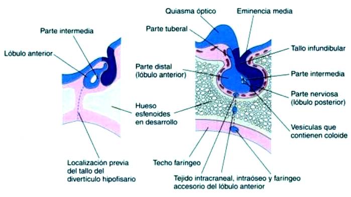 Endocrinología Ginecológica: Hipófisis