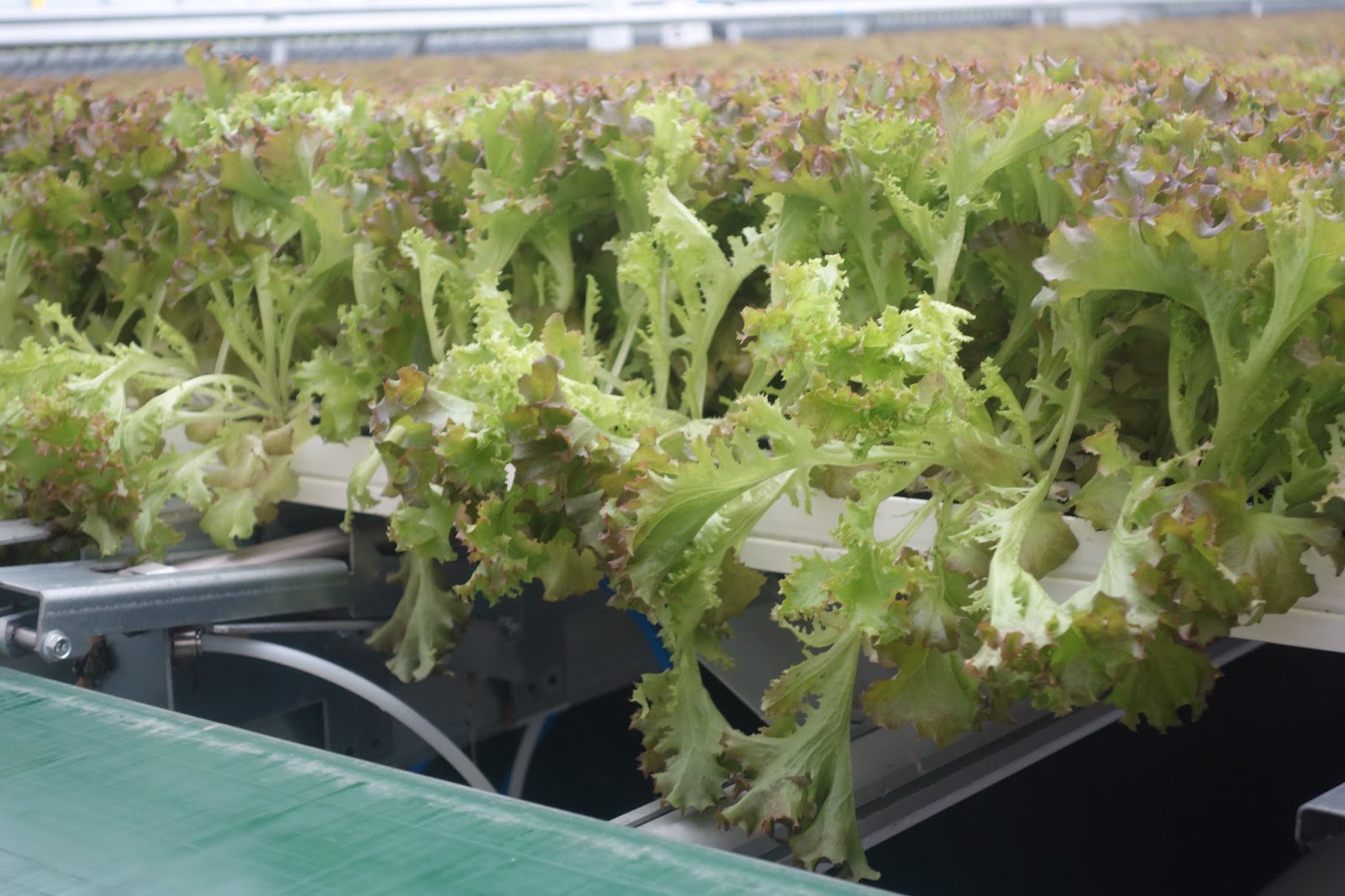 The Passionate Foodie: Little Leaf Farms: Now & The Future (Part 3)