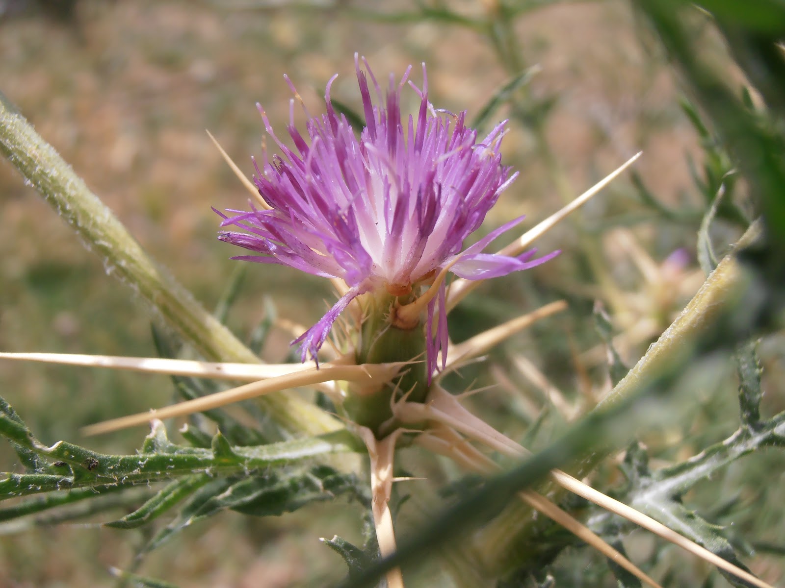 CARDO ESTRELLADO: Centaurea calcitrapa | Plantas rioMoros