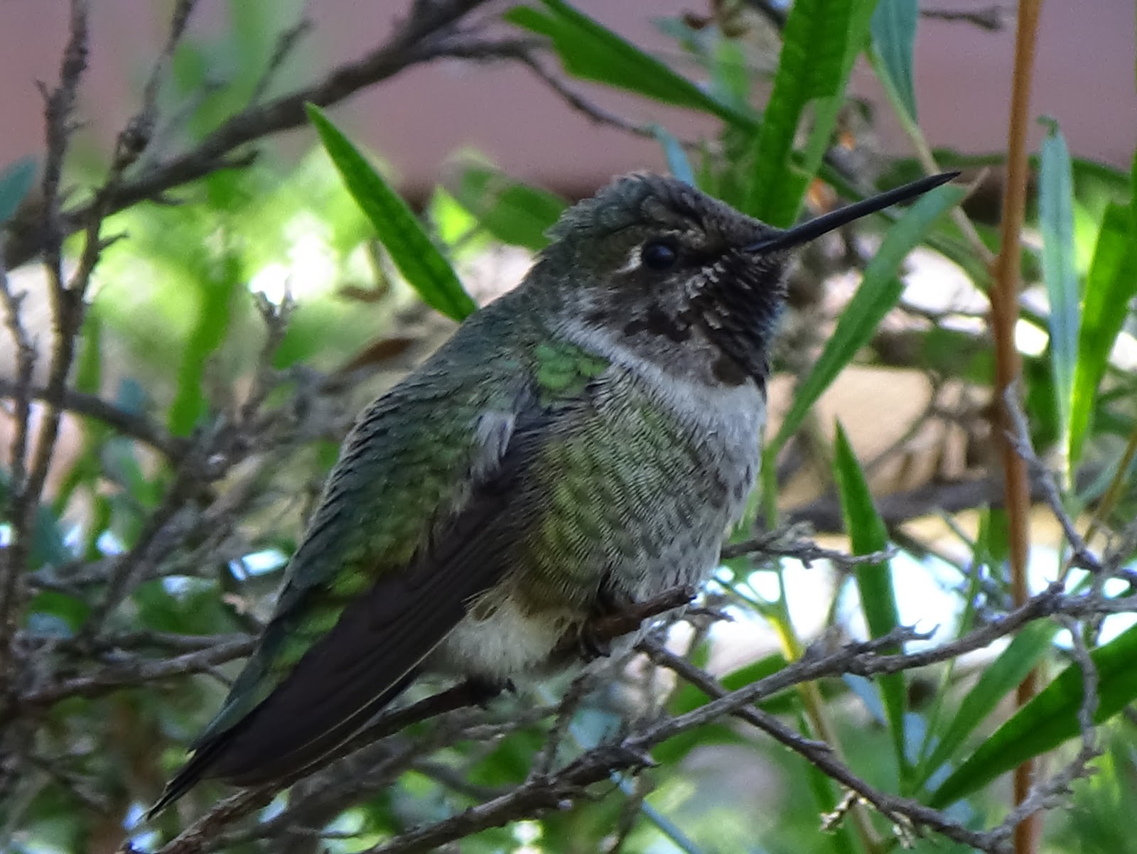 The Humming Bird Aviary (at the Arizona-Sonora Desert Museum)