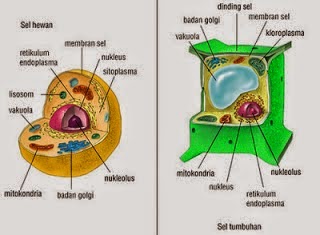 Komponen Penyusun / Struktur Kimiawi Sel (Biologi) | Hewan Ternak