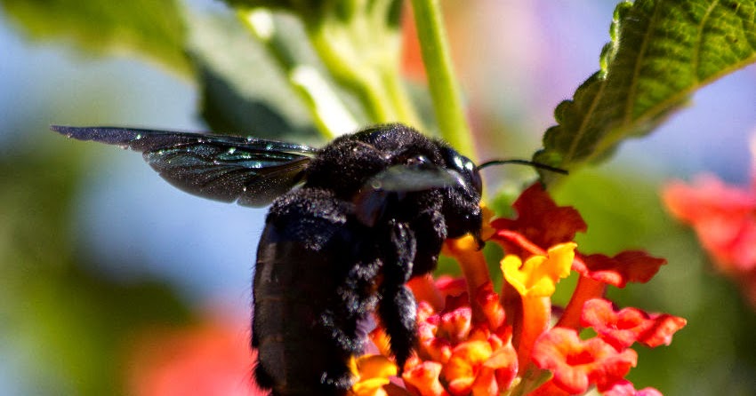 Insetologia - Identificação de insetos: Mamangava-de-toco em Minas Gerais