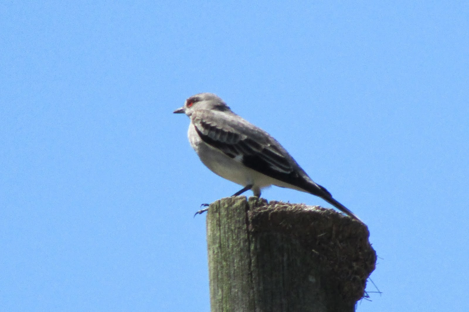 COLECCIONISTA DE HUEVOS DE AVES