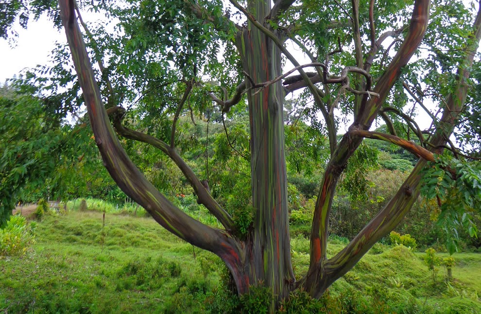 Koleksi Teras Kayu dan Batu: :: Ada ke Pokok Kayu Cindai @ Kayu Pelangi