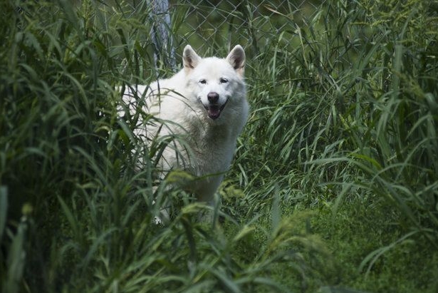 White Wolf : Pure white wolf sighting claimed by farm in Northern Michigan