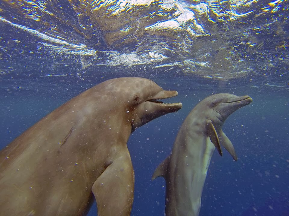 VIDEO: Episode 2 Clip From Dolphins: Spy In The Pod Narrated By David ...