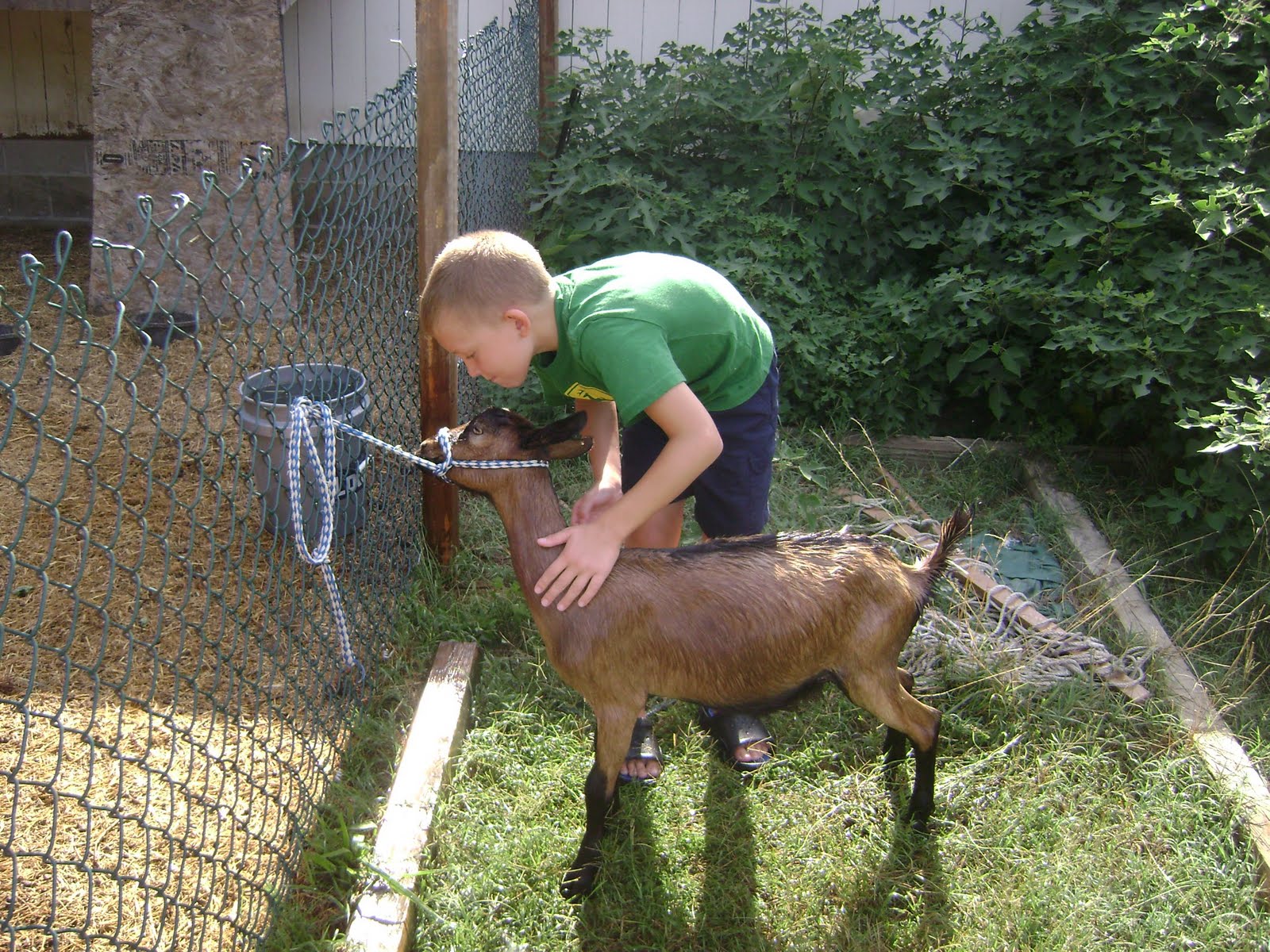 Katiegirl: Goat Clipping
