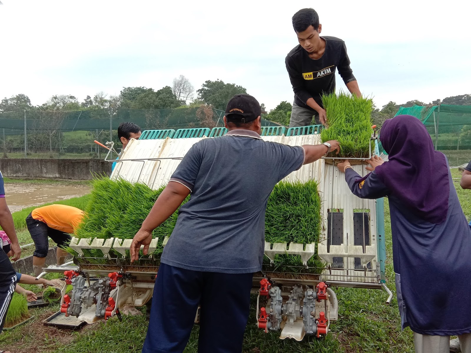 AGR3001 Kump 1: Padi (Mengubah dan tanam dengan jentera) (Minggu 14)