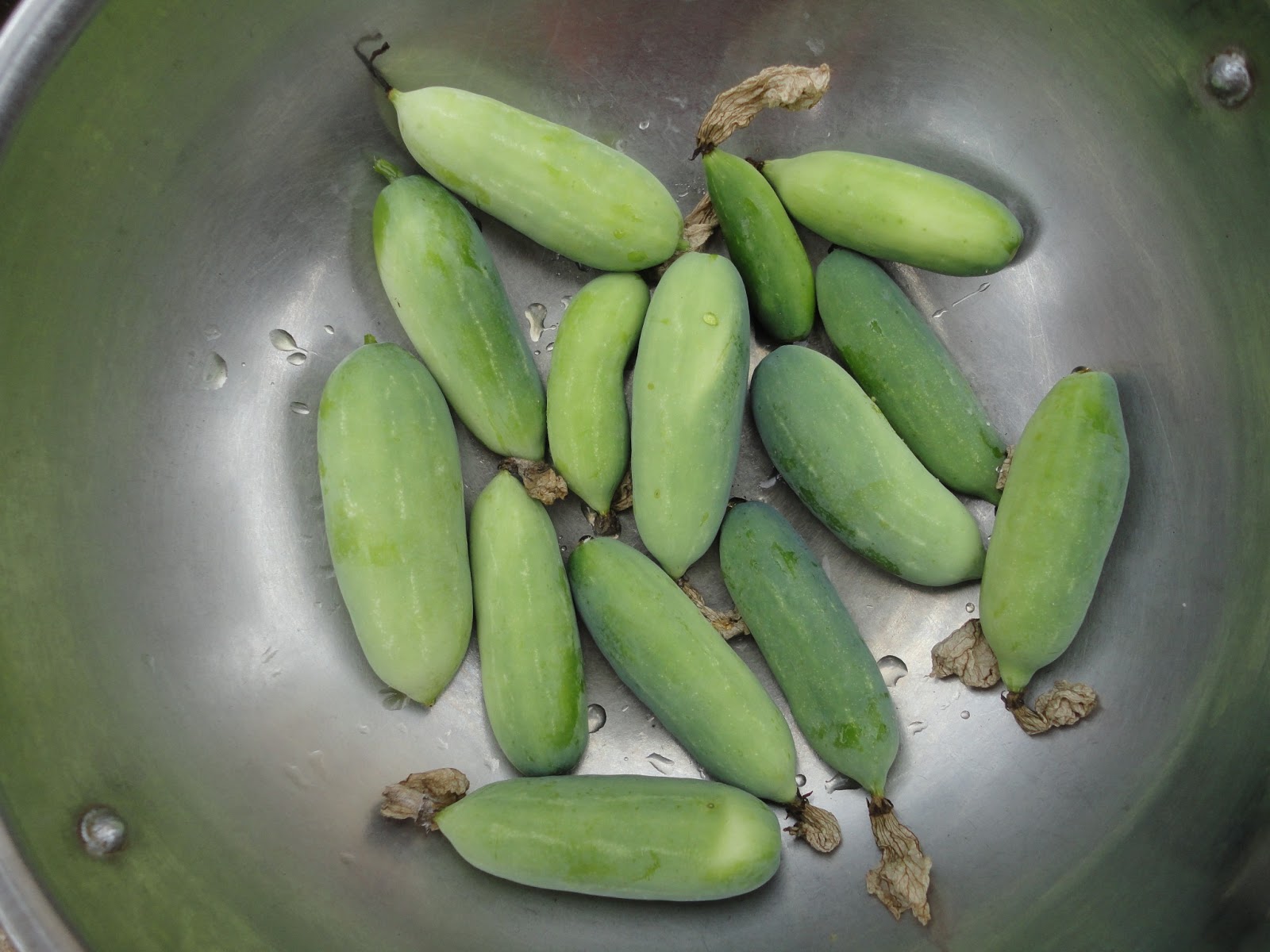 Its Raining On The Third Planet: Kovakkai (ivy gourd or little gourd)...