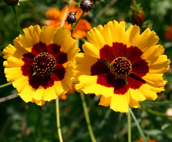 15 Tanaman Hias Bunga Kuning - TUKANG TAMAN SURABAYA