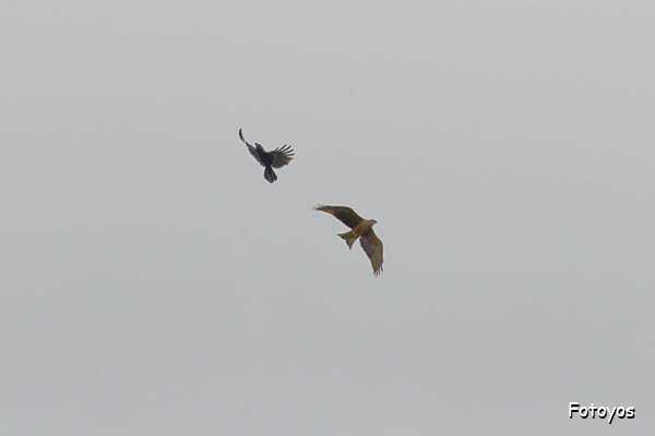 fotoyos: Piloña-Sella-12