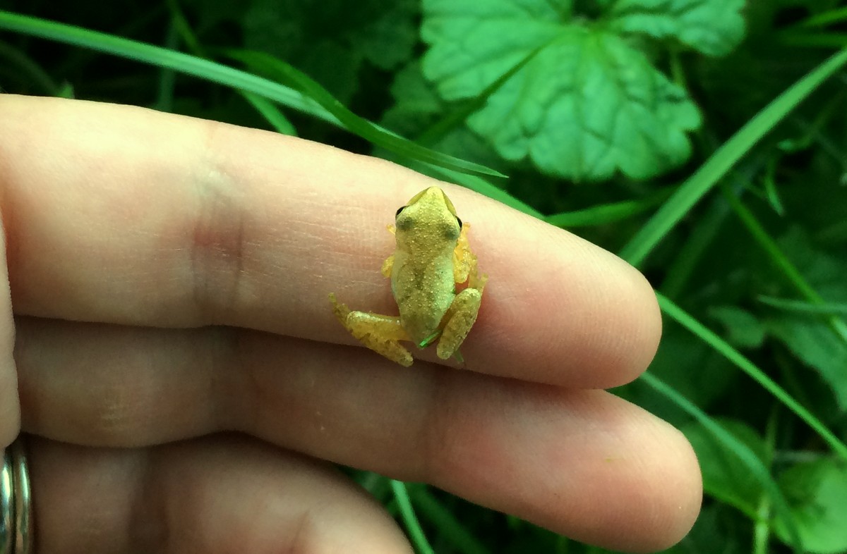 Woods Walks and Wildlife: A Summer Summary: June and July at Our New Home