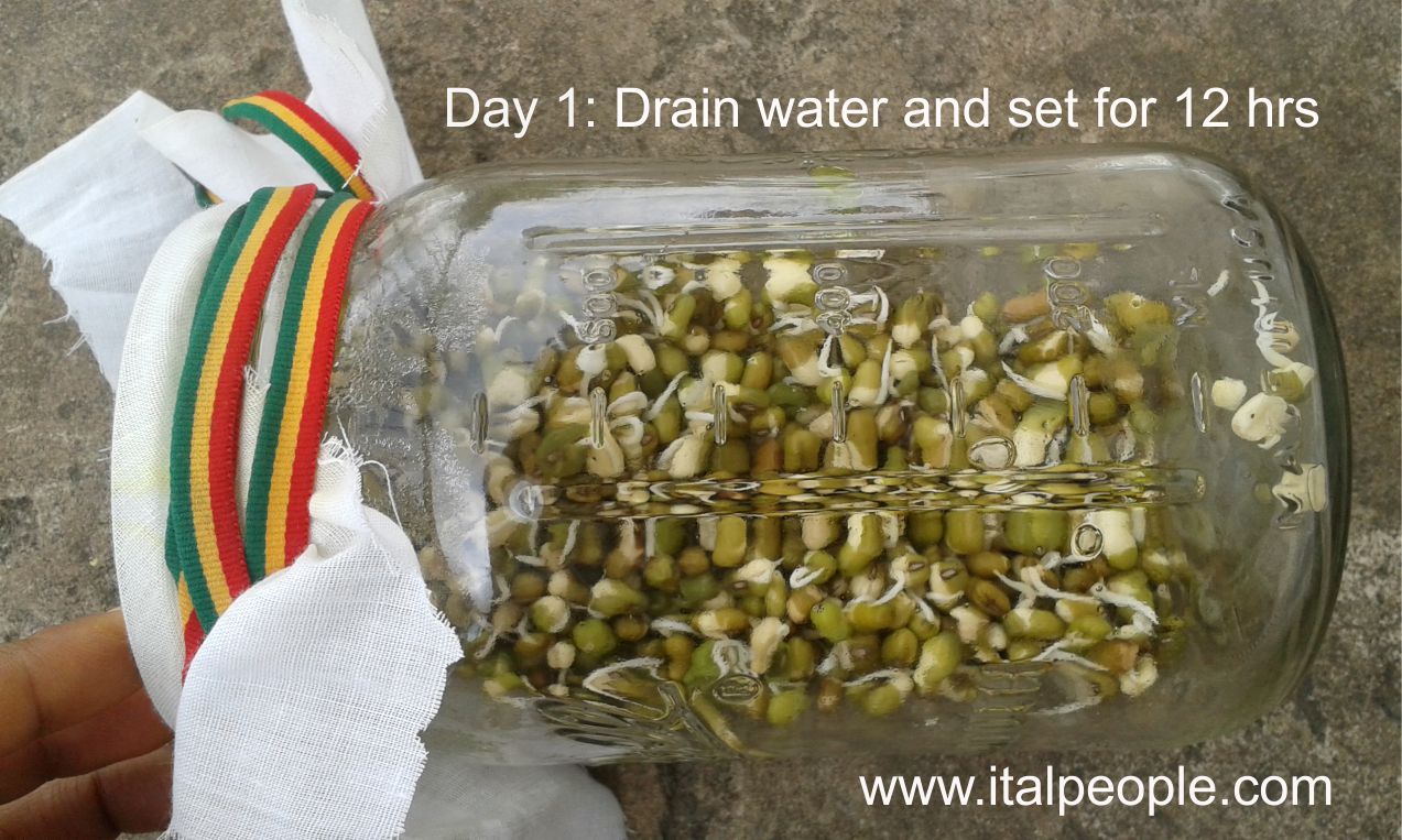 Ital People: DIY Sprouting - Make your own sprouts tutorial